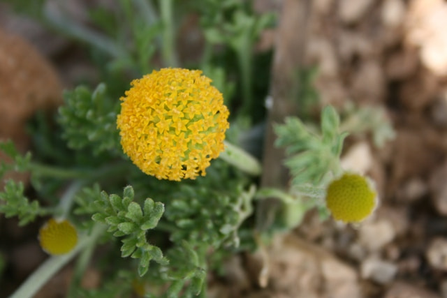 Flower by Mohammad Reza Rahbar / 500px