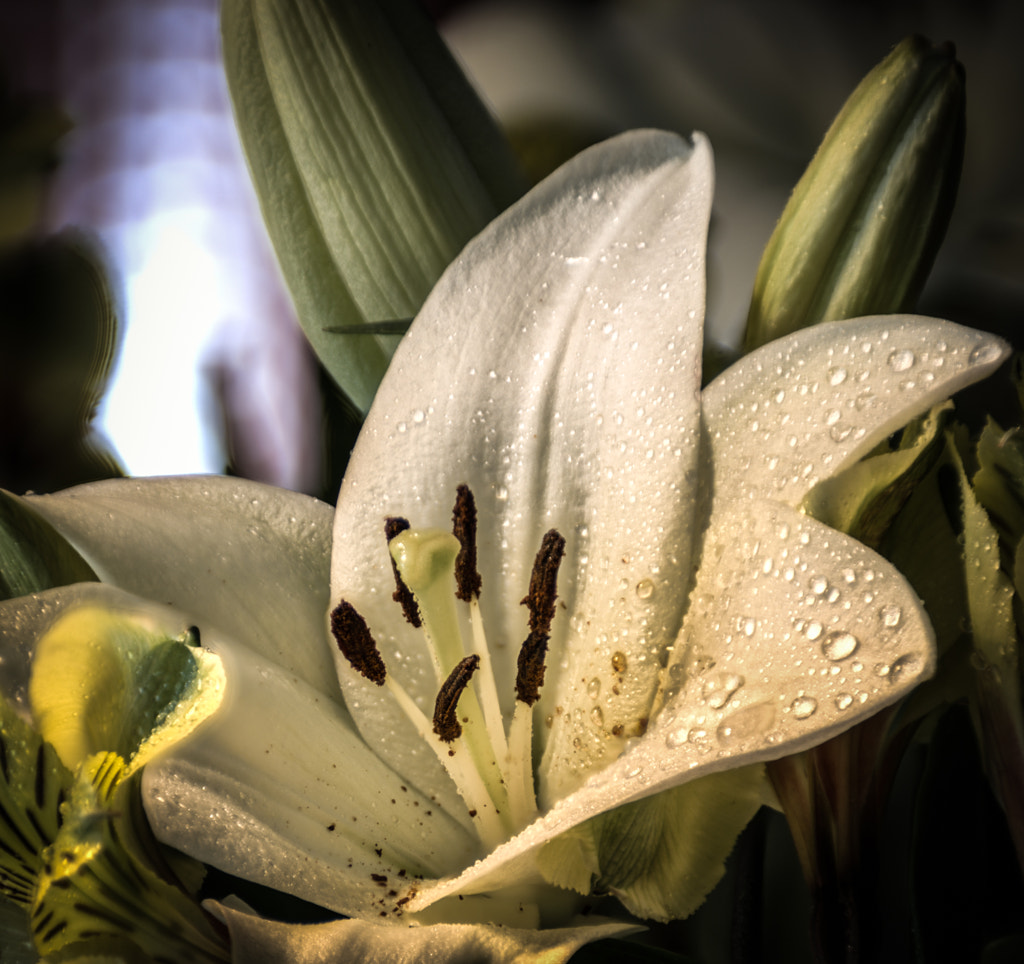 Lily Lily by Toby Dingle / 500px