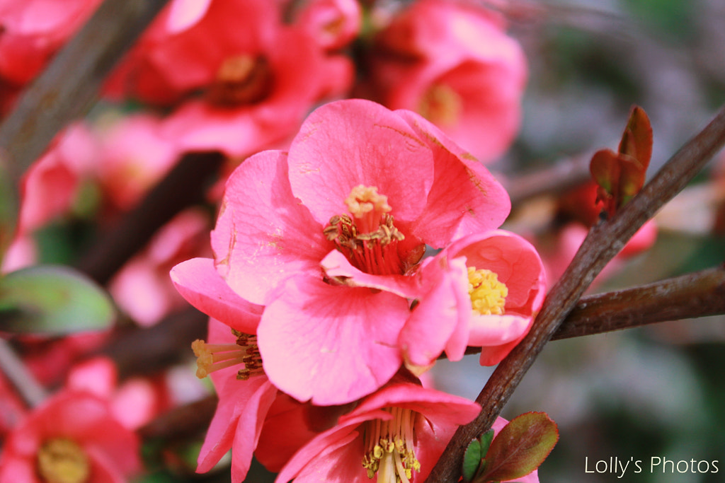 Fior di Pesco. by Lolly Photo / 500px