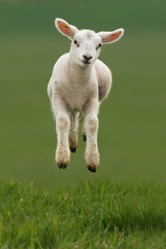 Levitating Lamb by Roeselien Raimond | 500px