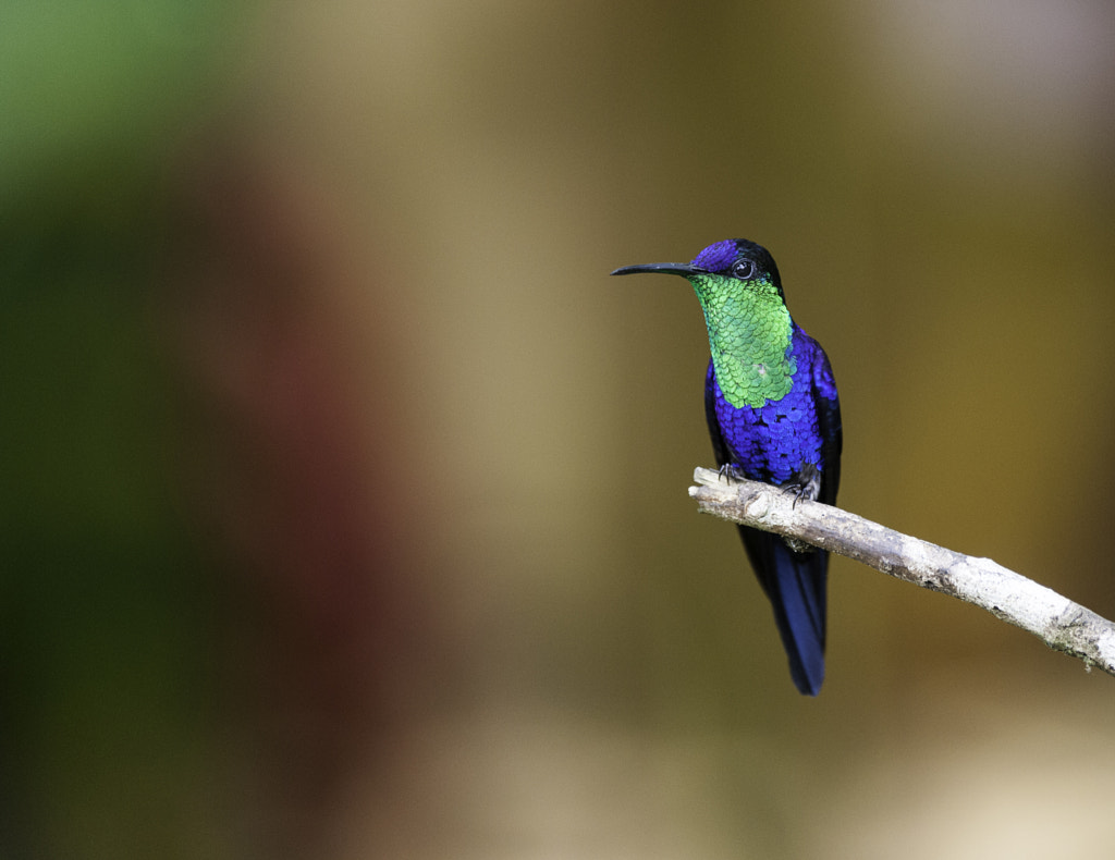 hummingbird at rest by Annette Flottwell / 500px