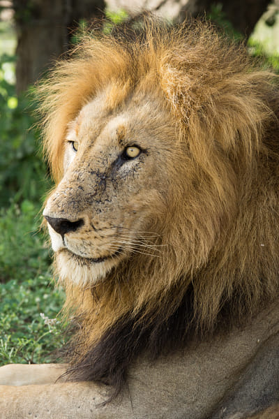 Male Lion by Wayne Holt | 500px