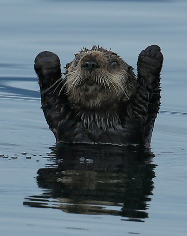 Northern Pacific Sea Otter with forearms raised 1CGS8862 by Charlie ...
