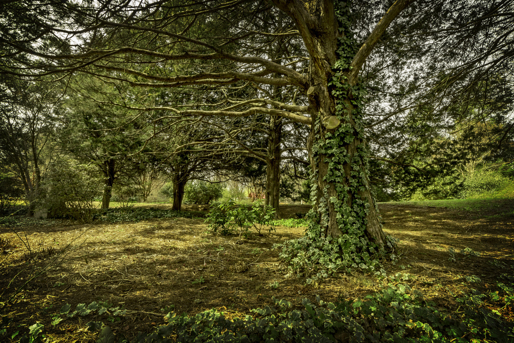 Forest Tree with Vines by Bill Boehm / 500px