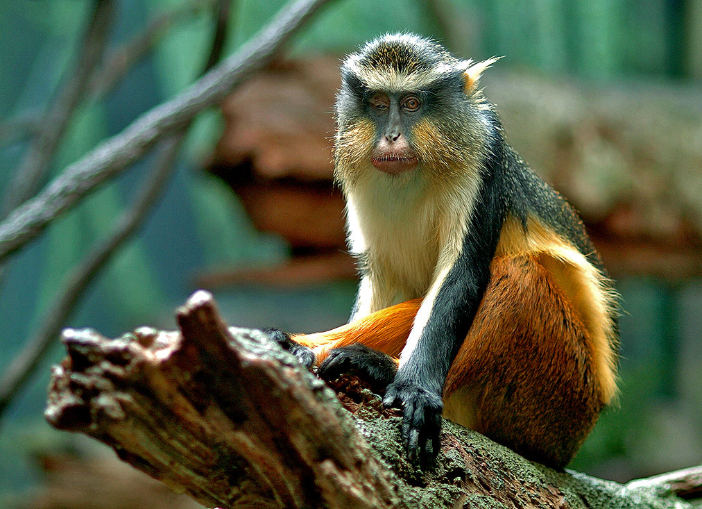 The One-Eyed Bandit by Sam C / 500px