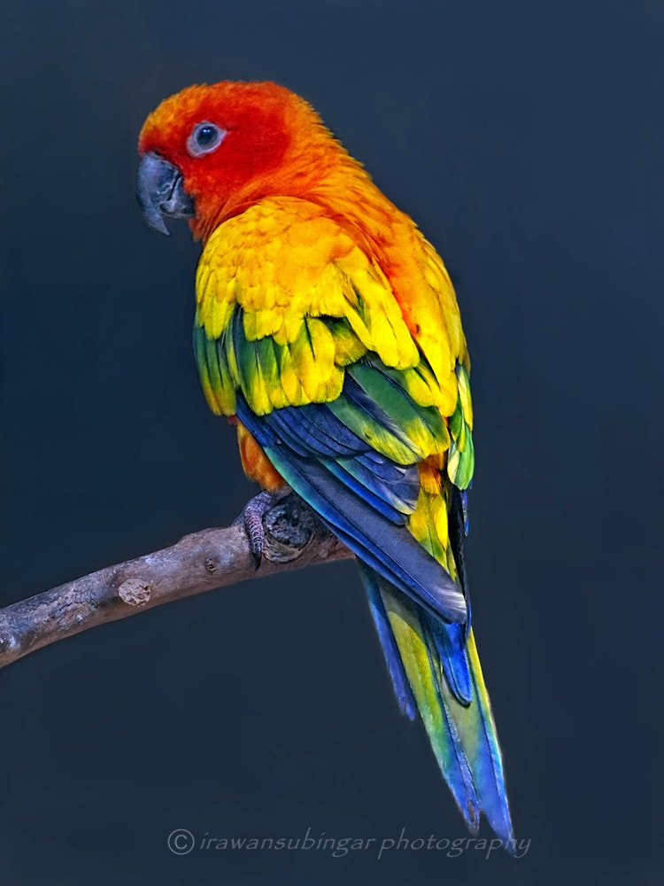 Sun Parakeet by Irawan Subingar / 500px