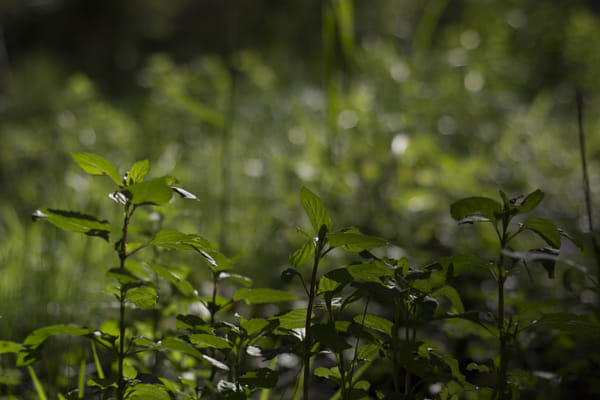 Alabanza al sol by Gustavo Fabian Rubertoni | 500px