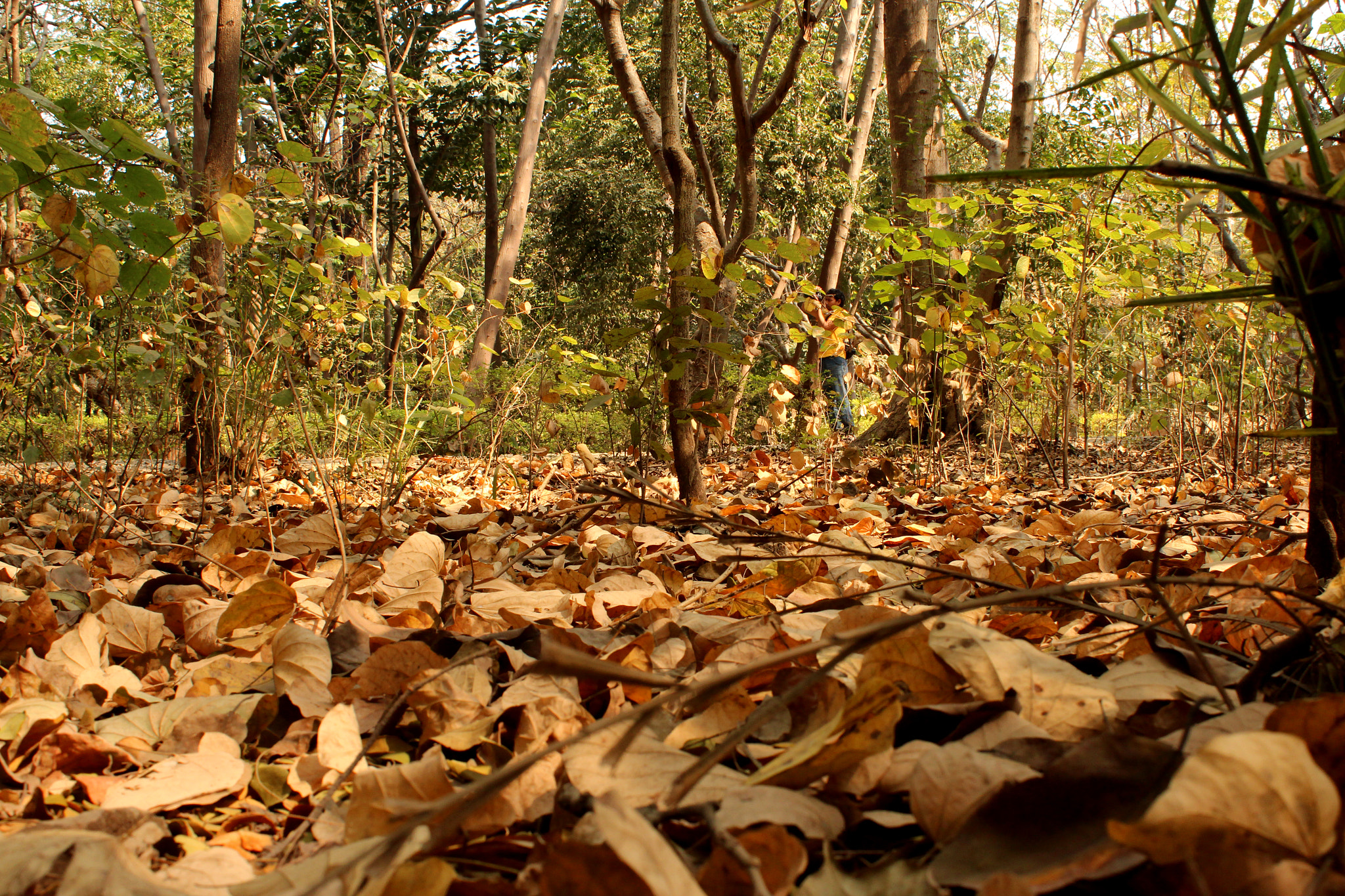 patjhad by Uday Bhosale / 500px