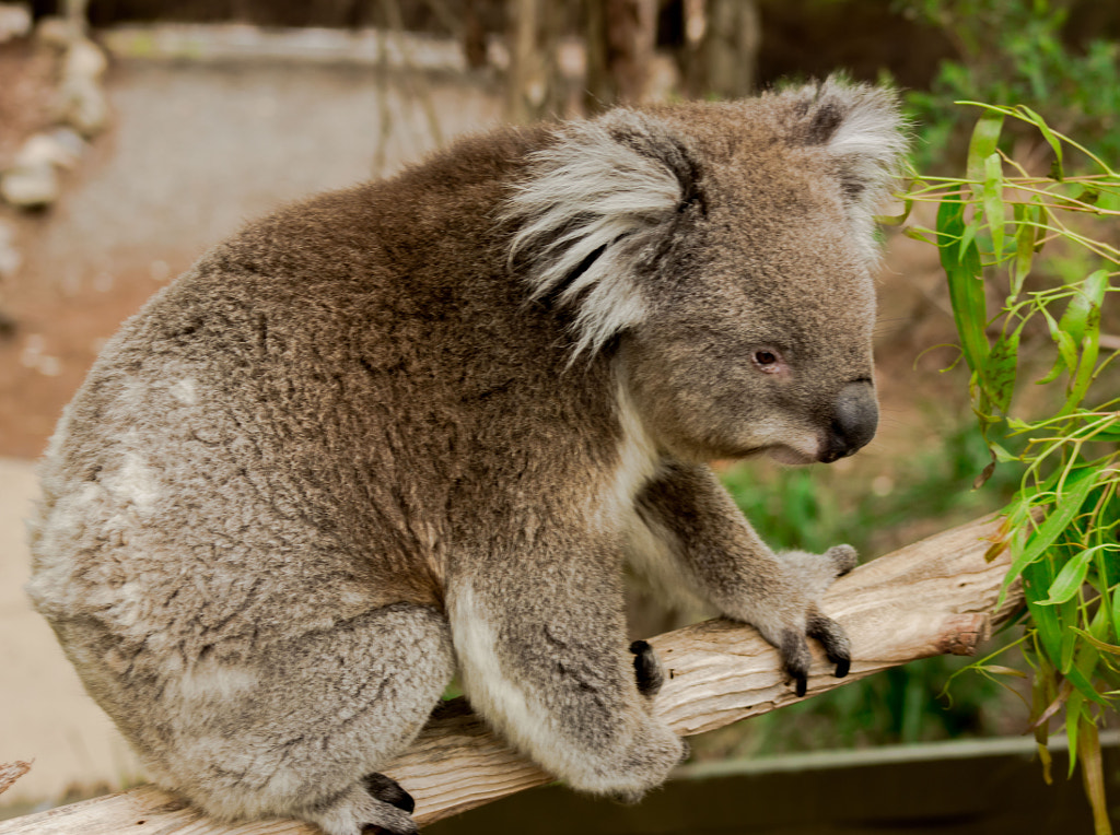 Koala by Debbie Reno / 500px