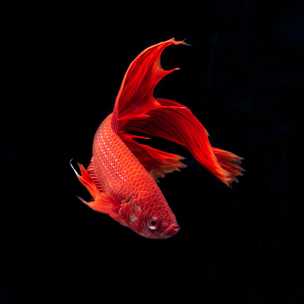 betta rojo by Javier Senosiain Jimeno / 500px