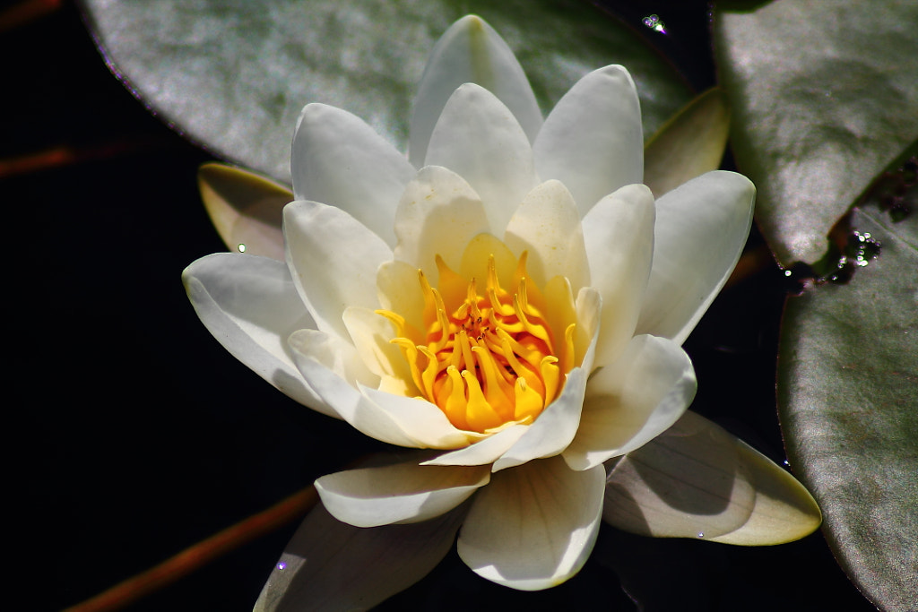 water lily by Henning Sørby / 500px