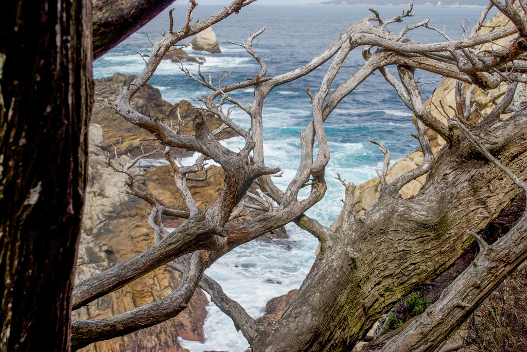 Ocean Cove through Cypress by Tony Schermetzler / 500px