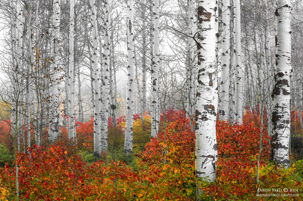 Echoes Of Fall - Birch Trees Fall Color Washington State by Aaron Reed ...