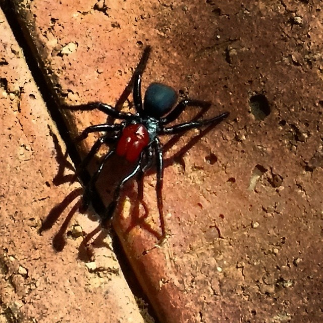 Red headed mouse spider. Male. He was passing through the female is ...