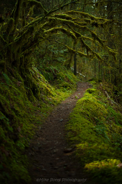 ~ Enchanted Forest ~ by Mike Potts Photography | 500px
