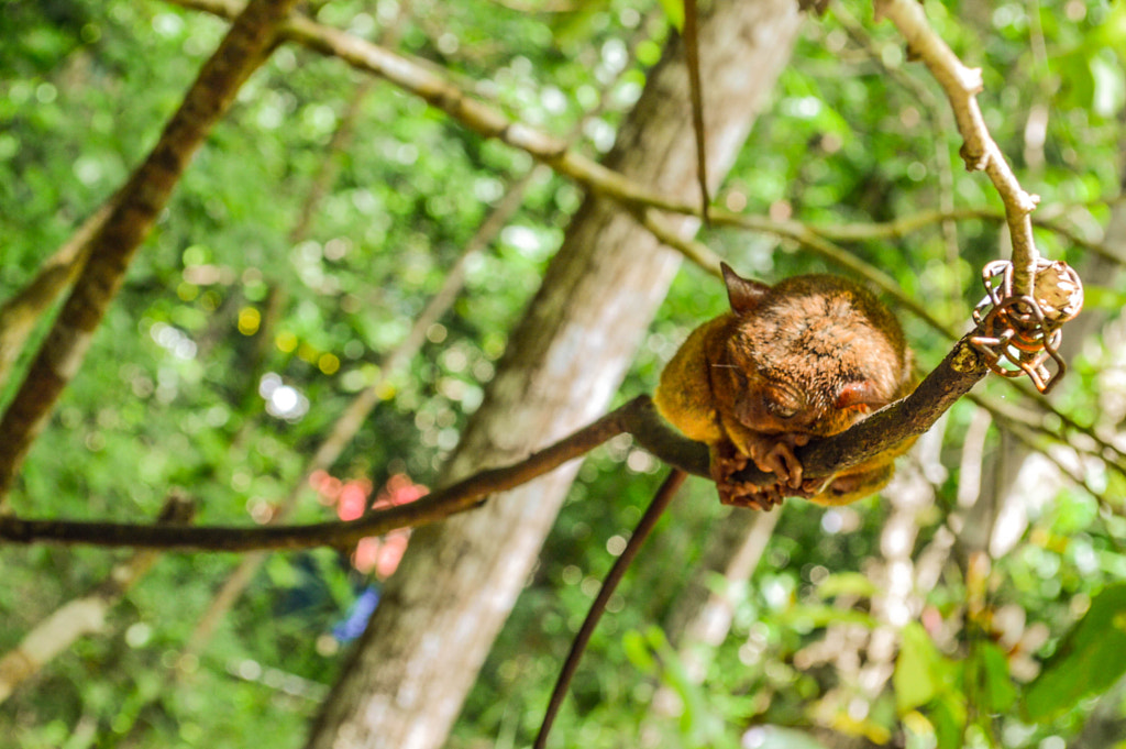 Attraction of the Bohol Island by Maksim Malevanniy / 500px