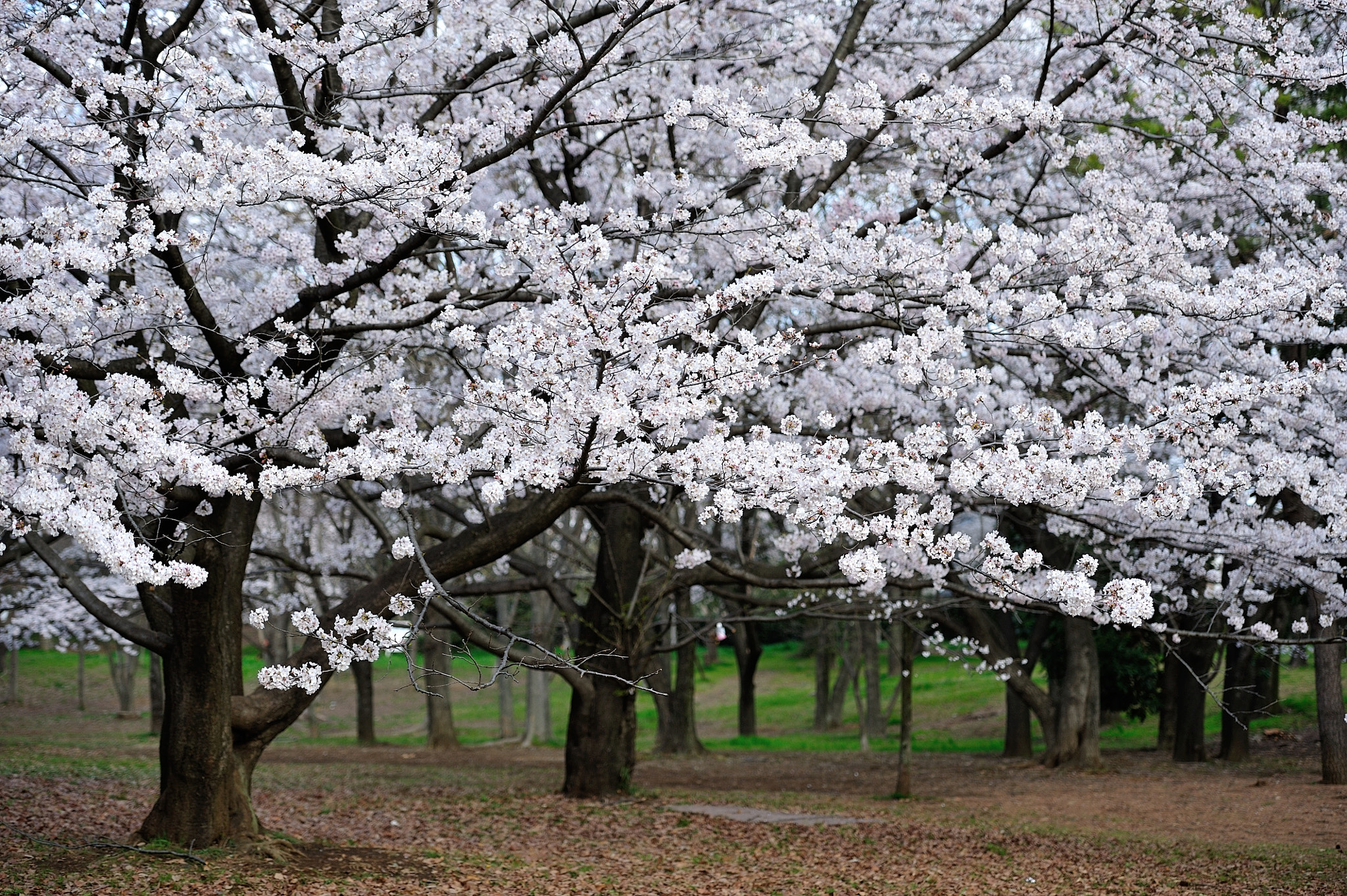 Sakura full bloom by Kikuchi Nobuyuki / 500px