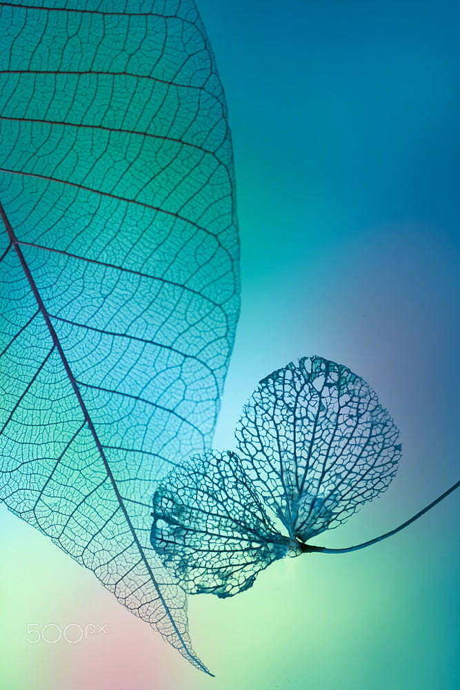 In the spring colors by Shihya Kowatari / 500px