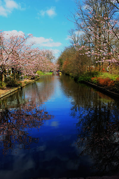 Sakura reflection by Cahya A Gumilar | 500px