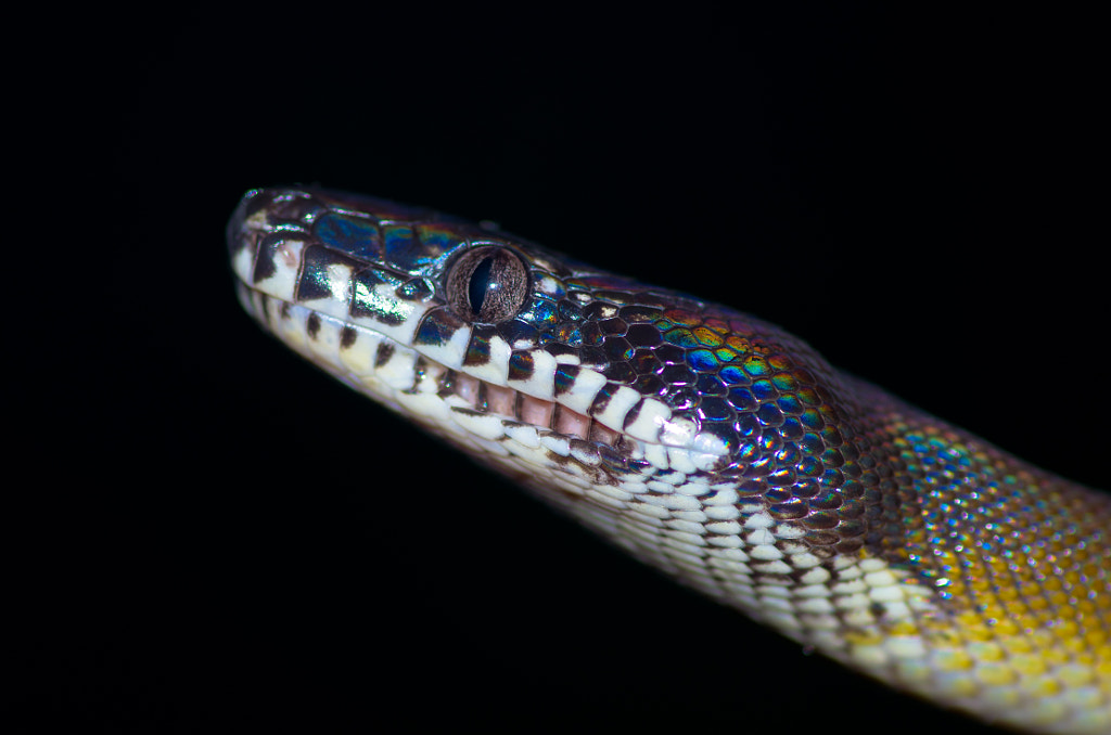White Lipped or D'Albert's Python (Leiopython albertsii) 3 by Darrell ...