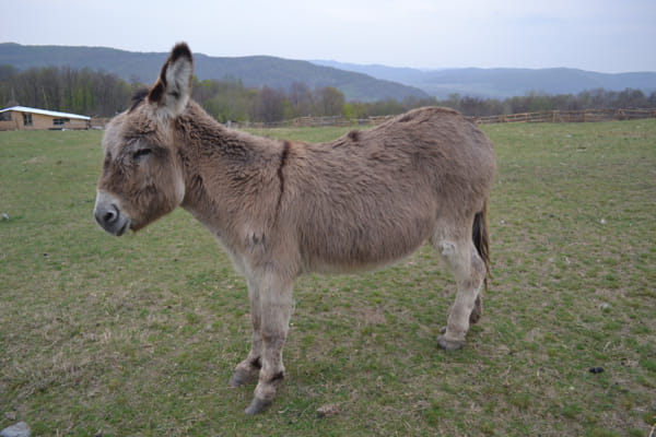 Donkey on the hills by Auras Mihai Geambasu | 500px