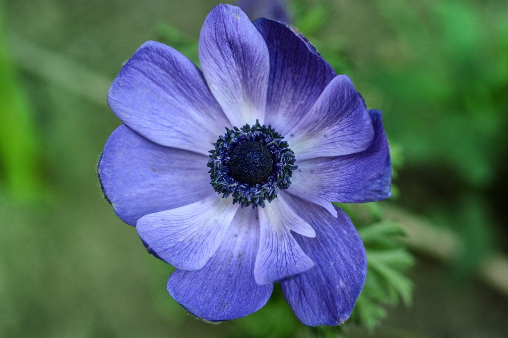 Blue flower by Stefan Mogyorosi / 500px