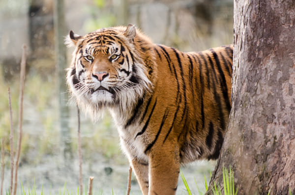Sumatran Tiger by Suman Zaman | 500px
