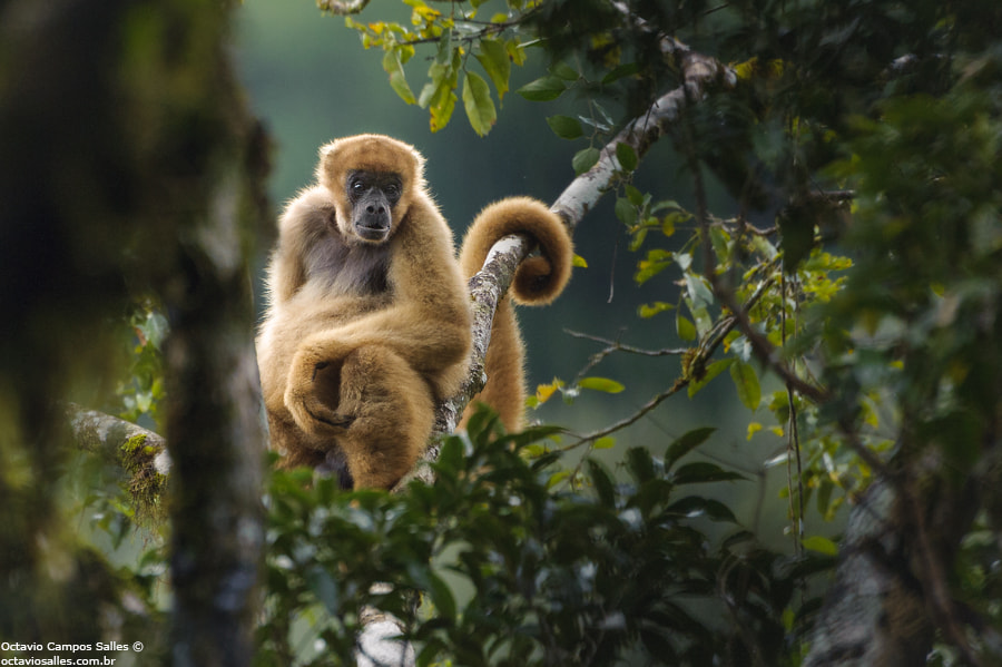 Southern Wooly Monkey by Octavio Campos Salles / 500px