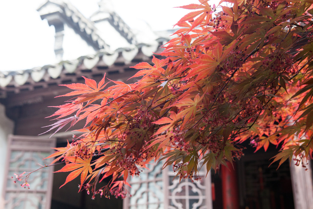 崇本堂 by Yimin Liu / 500px