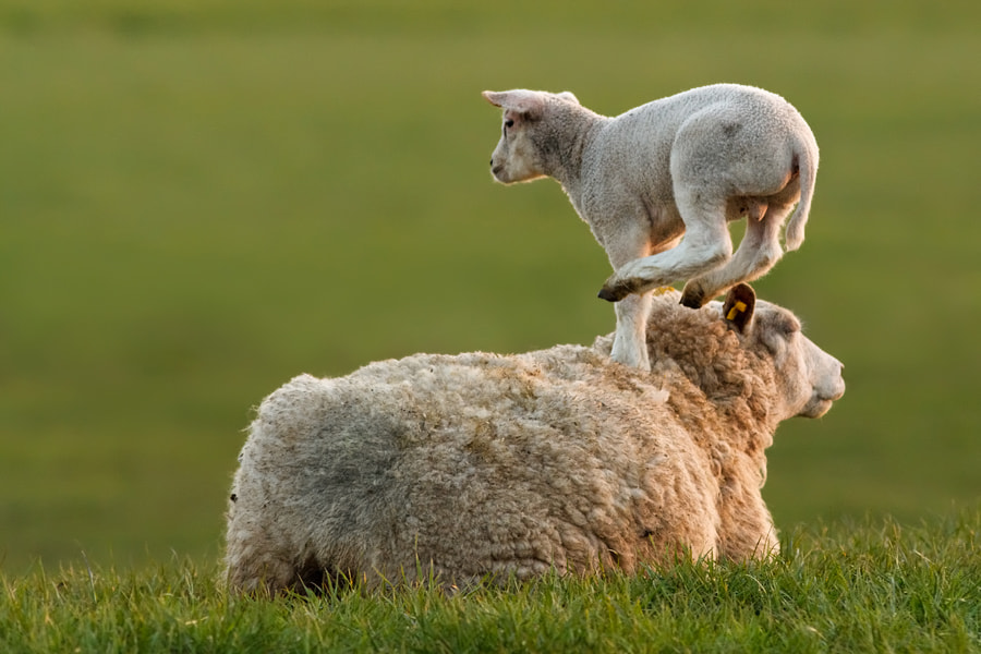 Leap Sheeping by Roeselien Raimond / 500px