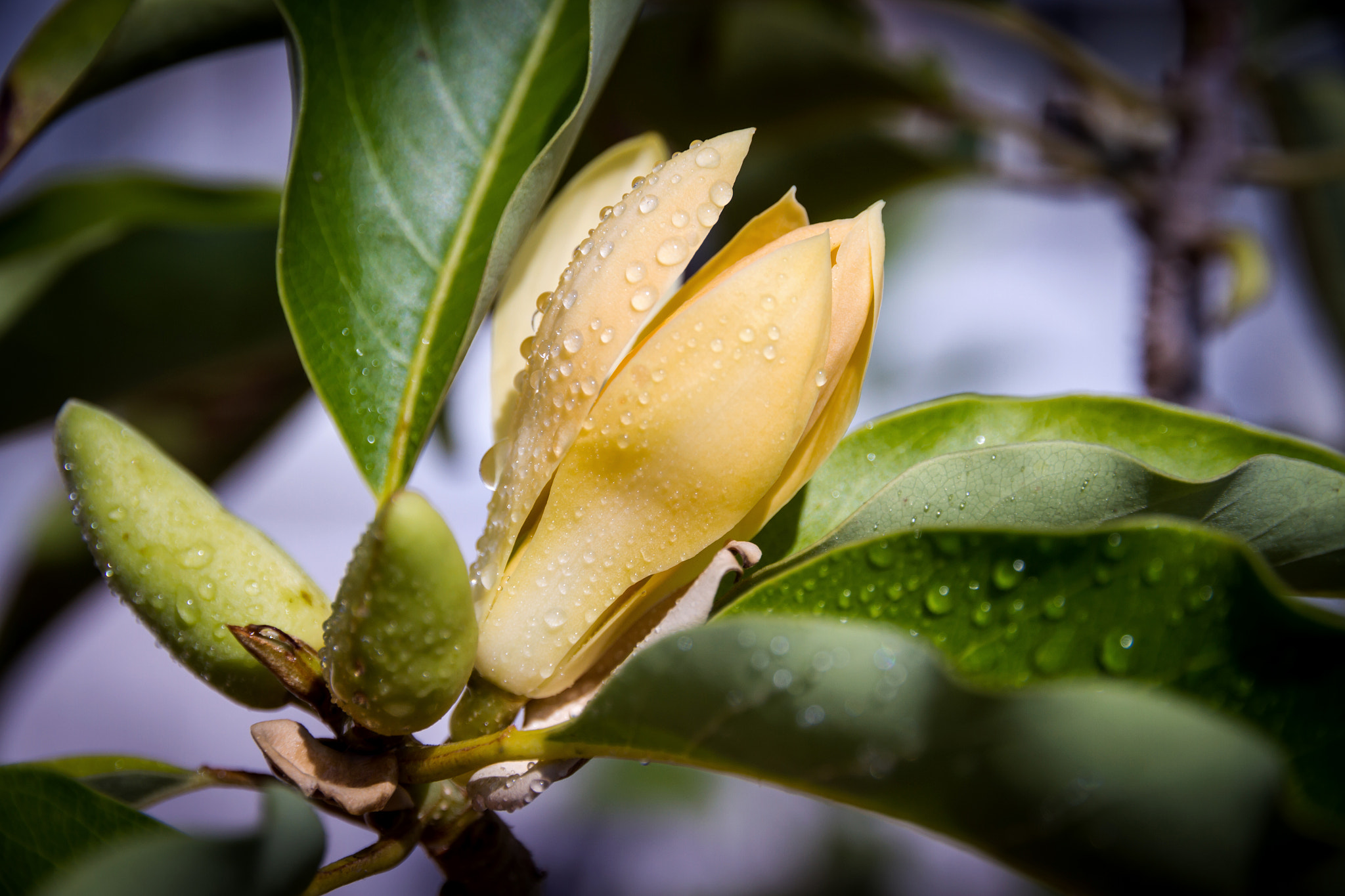 Michelia Champa (Sonchafa) by Ninad Dalvi / 500px