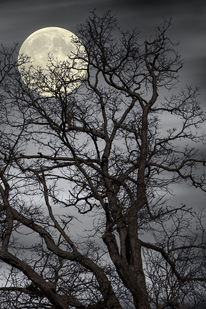 Treetop Moon by Gene Linzy / 500px