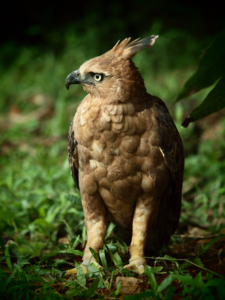 Javan Hawk Eagle by Irawan Subingar - Photo 6724321 / 500px
