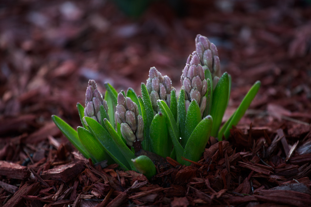 My early spring flowers by Vath. Sok / 500px