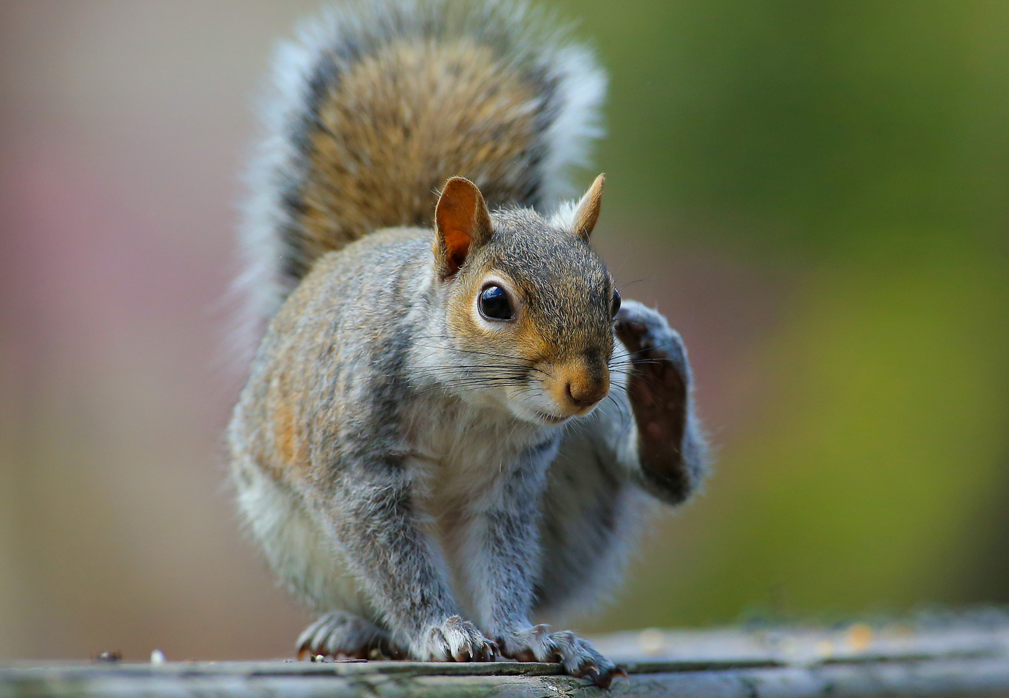 Squirrel saluting. Attention! by Tony Quinn / 500px