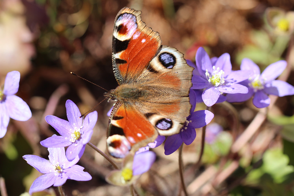 Butterfly on hepatica by Per Lindstrom / 500px