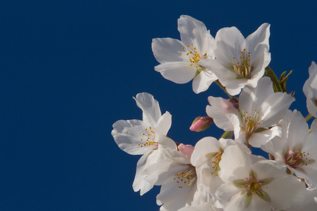 Peak bloom by Marc Lachapelle / 500px