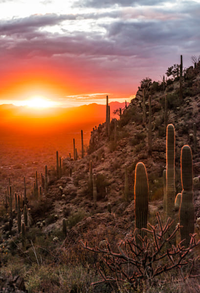 backlit cacti by William Micol | 500px