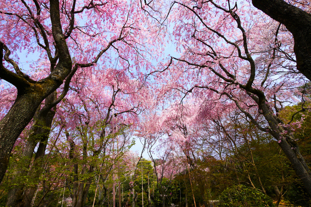 Spring in Kyoto by Yasutoshi Yamamoto / 500px