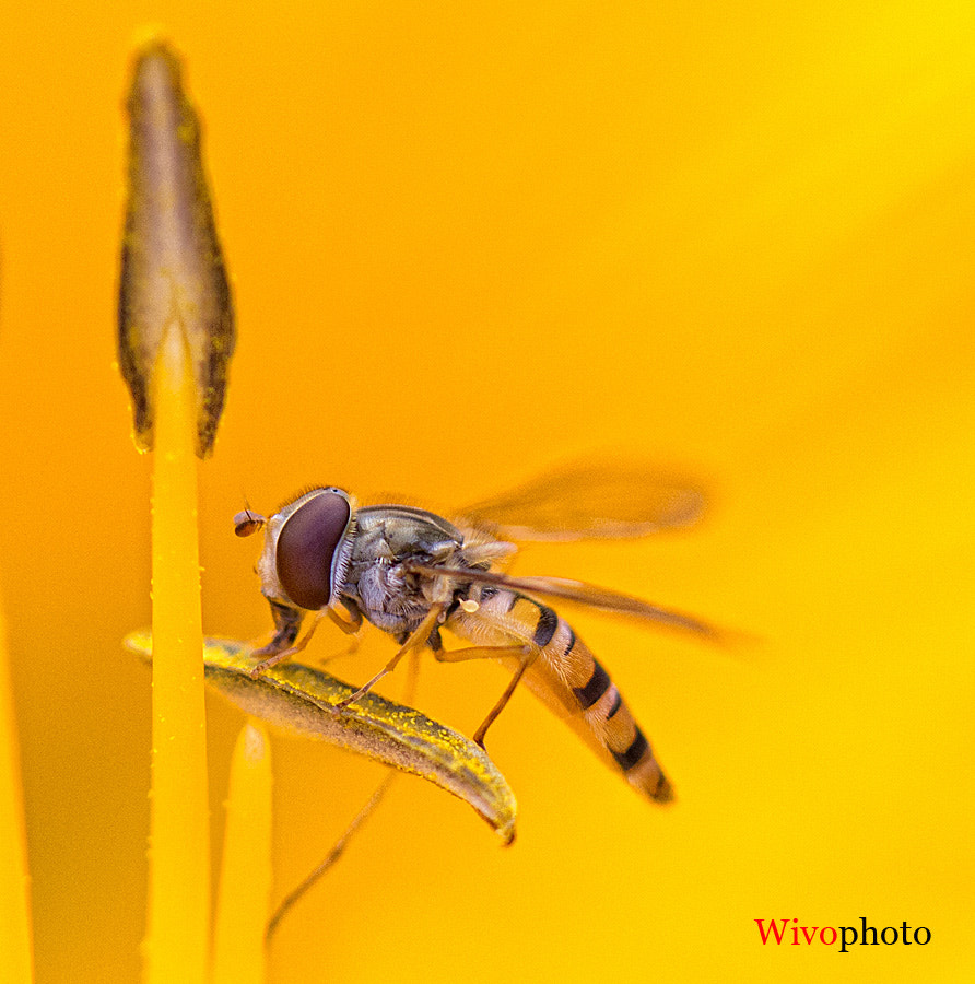 a little bee or a by Wim Vosdingh / 500px