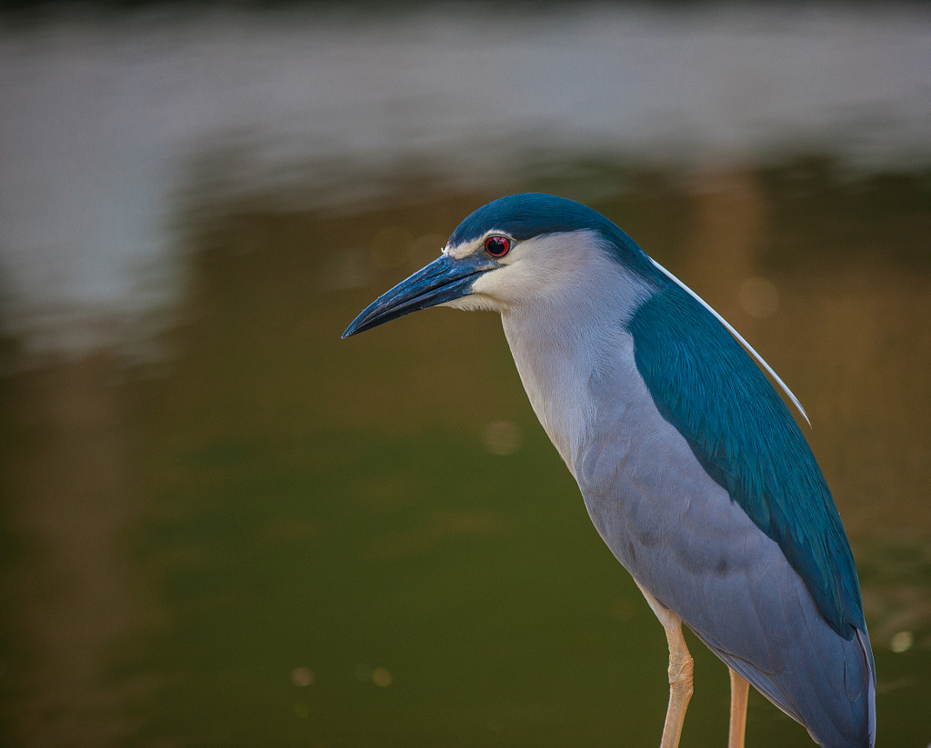 Blue Heron by Wim Swyzen / 500px