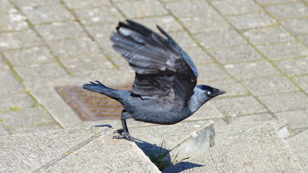 Crow Taking Off by Roger Powell / 500px