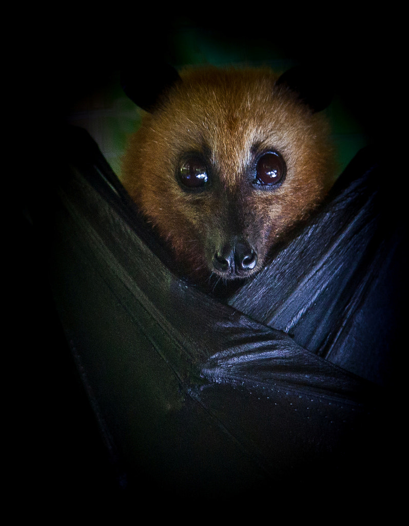 batfox by Dmitry Samsonov | 500px