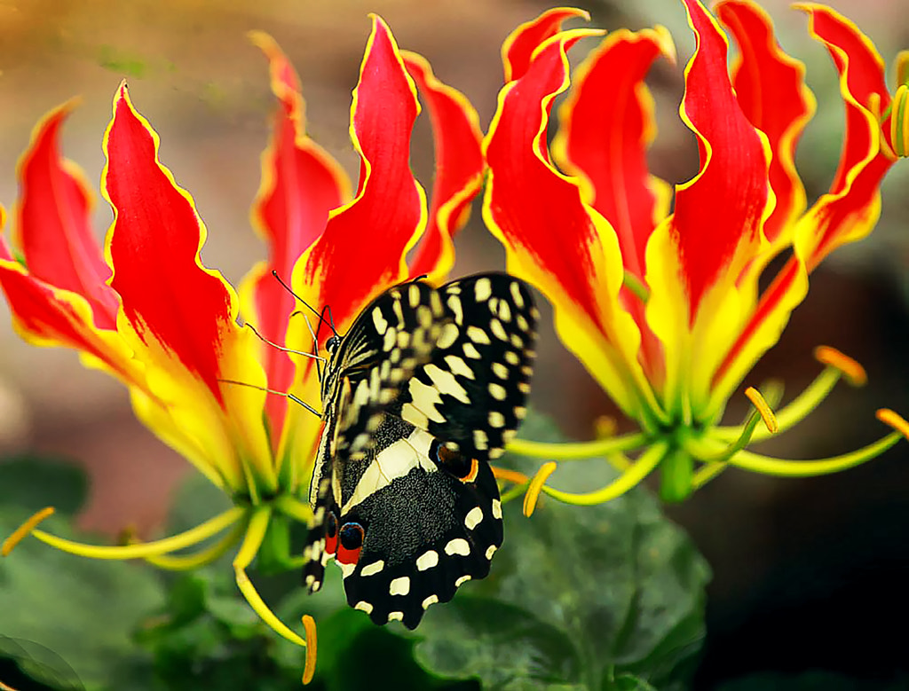 Butterfly on gloriosa by Lewis Outing / 500px