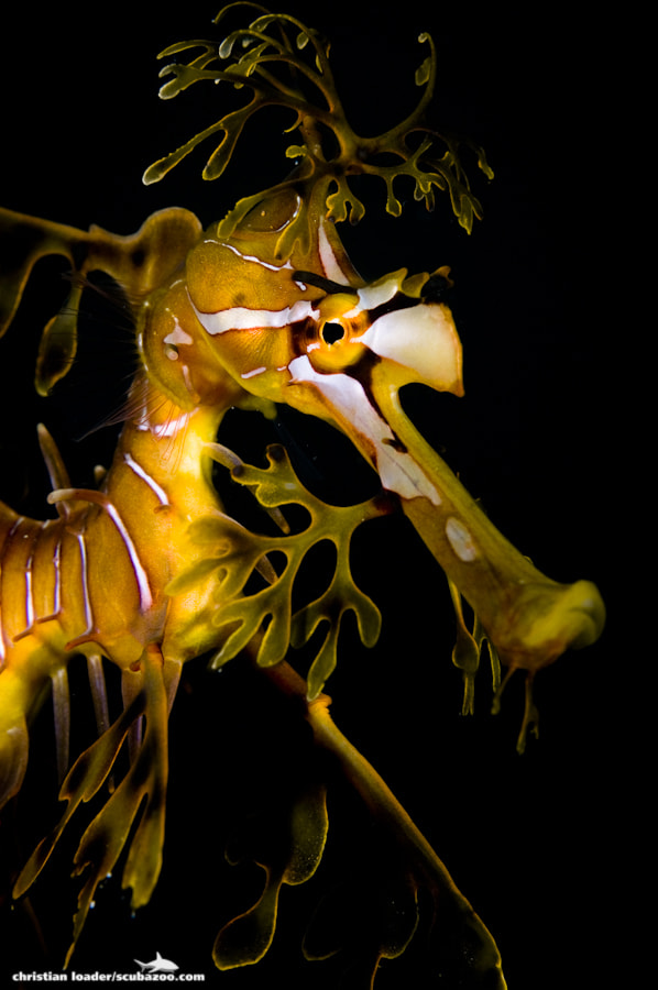 Seadragon Portrait by Christian Loader / 500px