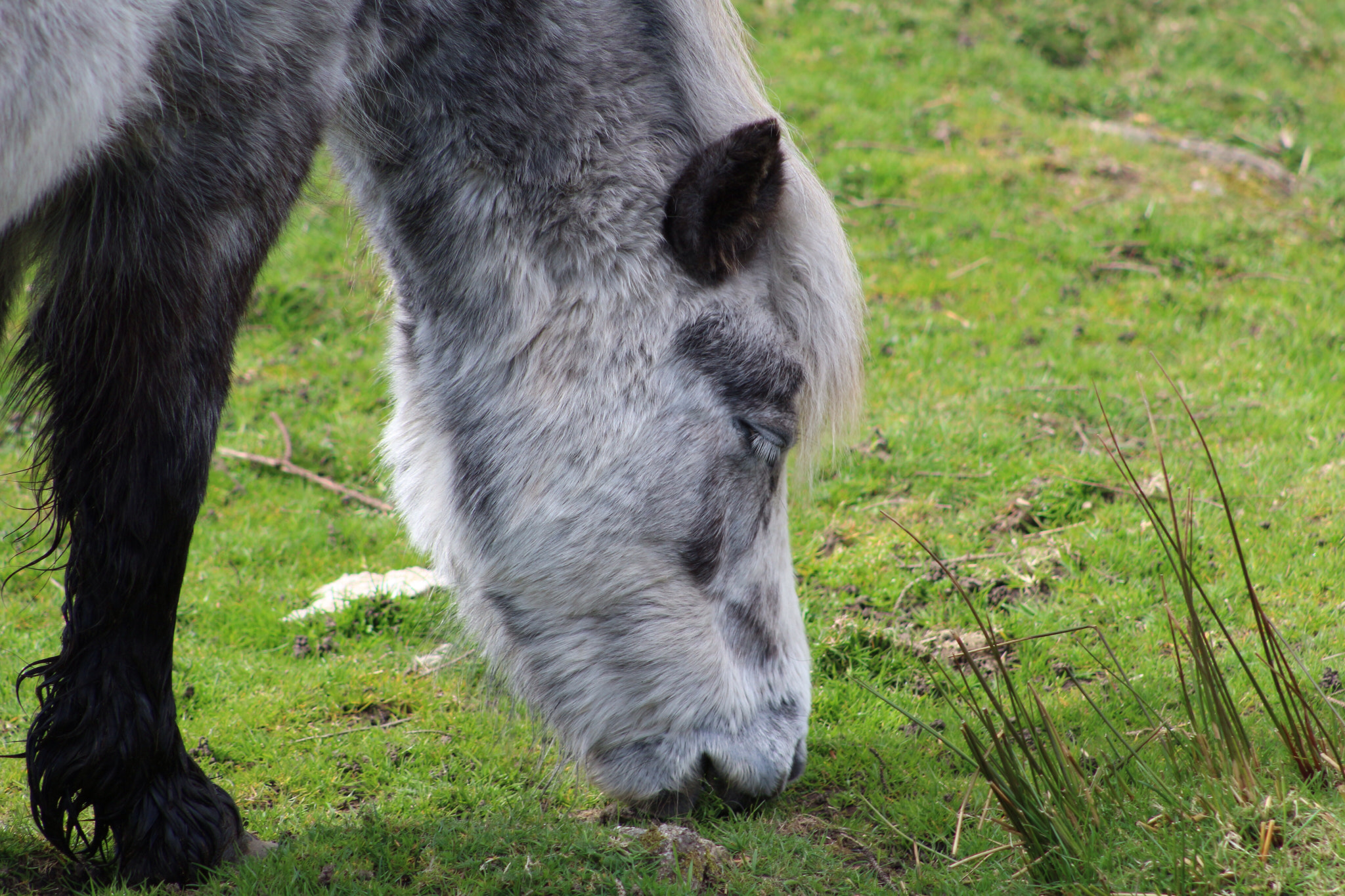 Pretty pony by Karen Hicks | 500px