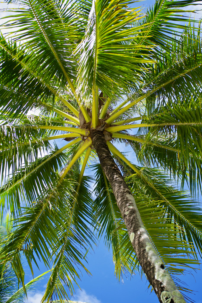 Palm Tree by Teemu Tretjakov / 500px