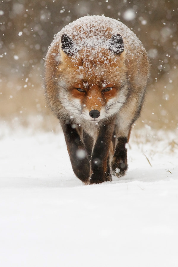 Snow Fox by Roeselien Raimond / 500px