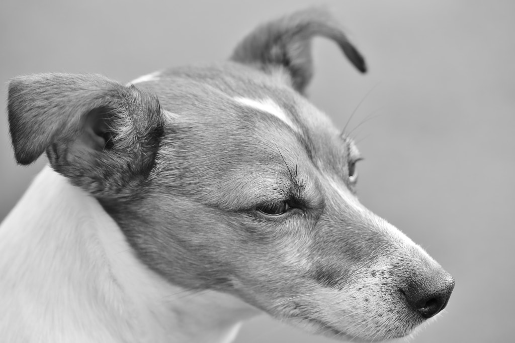 Poser by Neil Morgan / 500px