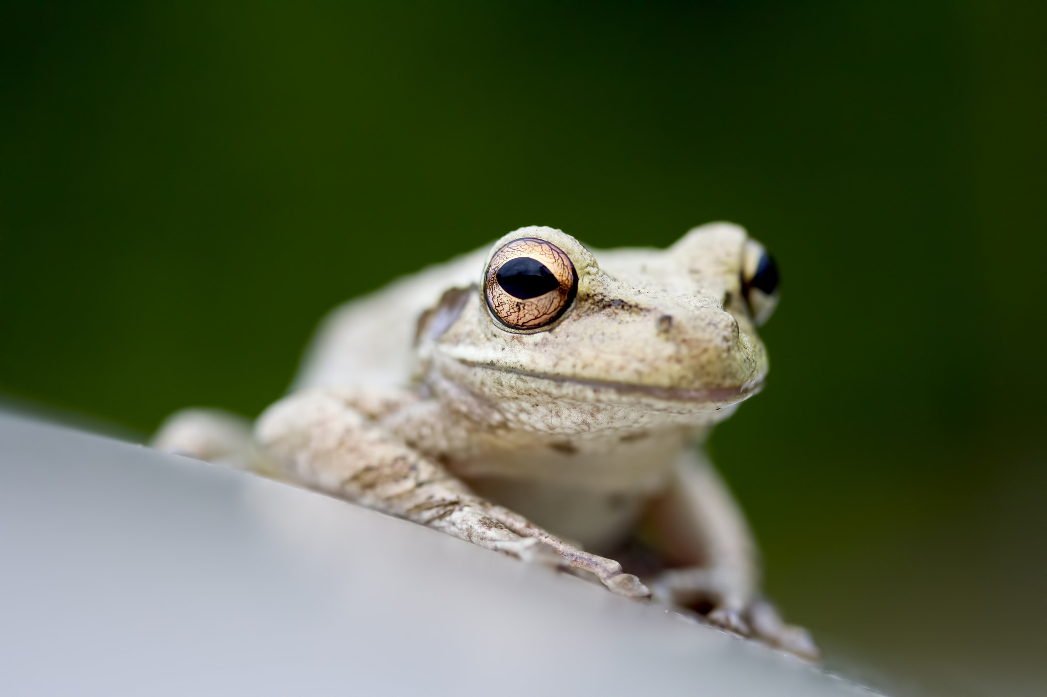 Frog by Marina Pierre / 500px